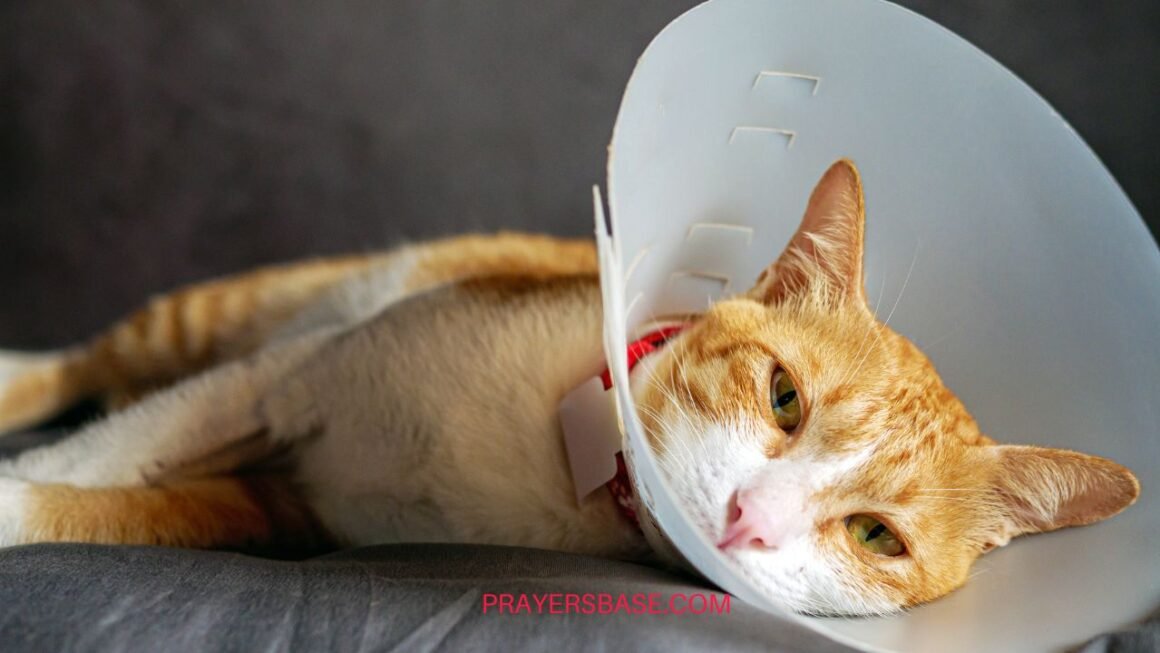 15 Short Prayers for a Sick or Lost Cat With Scriptures - Prayersbase